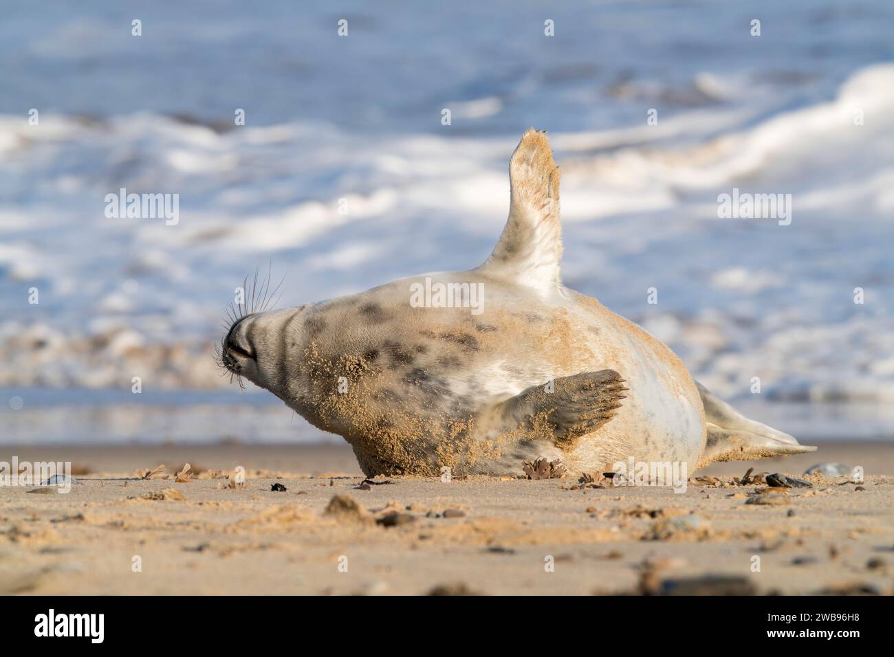 grey seal or gray seal, Halichoerus grypus, single pup baby seal ...