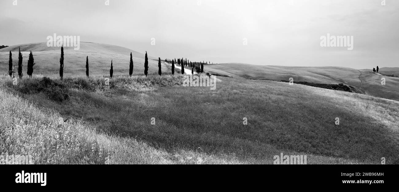 Volterra (Pi), Italy, a landscape on the hills with cypresses Stock ...