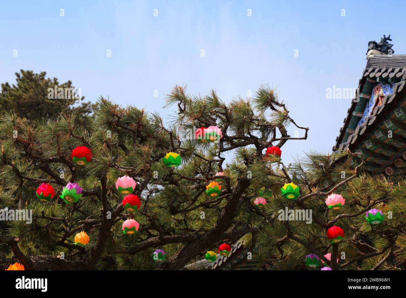 Lotus lanterns on pine tree next to Haedong Yonggungsa Temple in Busan ...