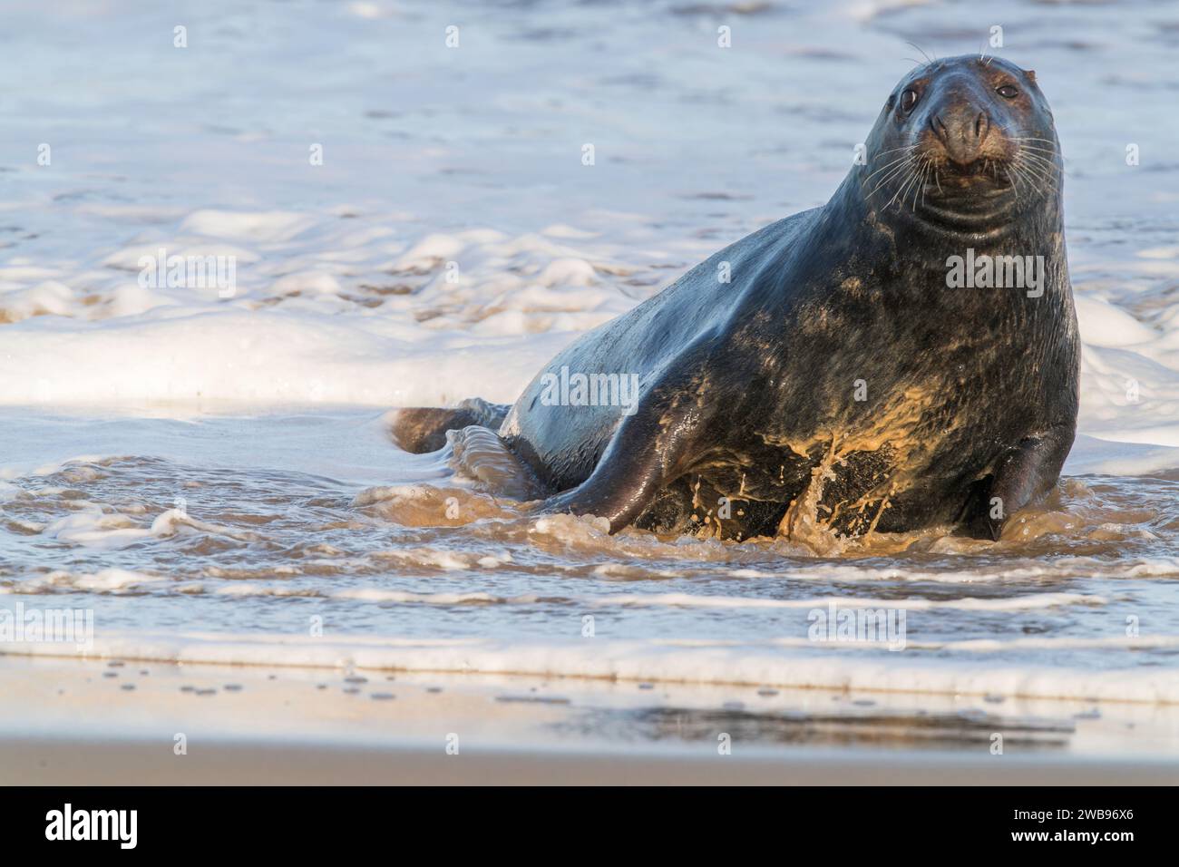 grey seal or gray seal, Halichoerus grypus, single adult male, bull ...