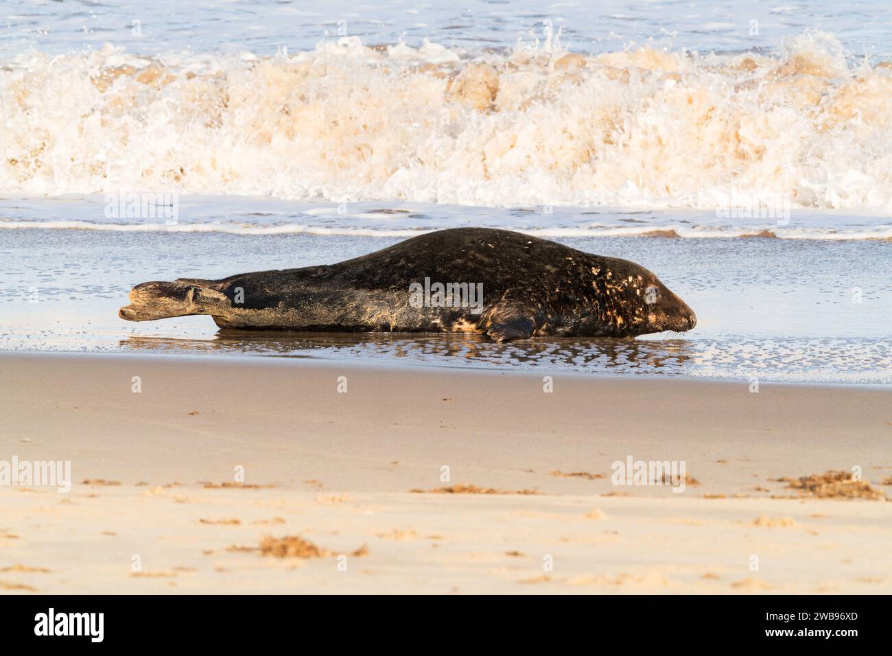 grey seal or gray seal, Halichoerus grypus, single adult male, bull ...