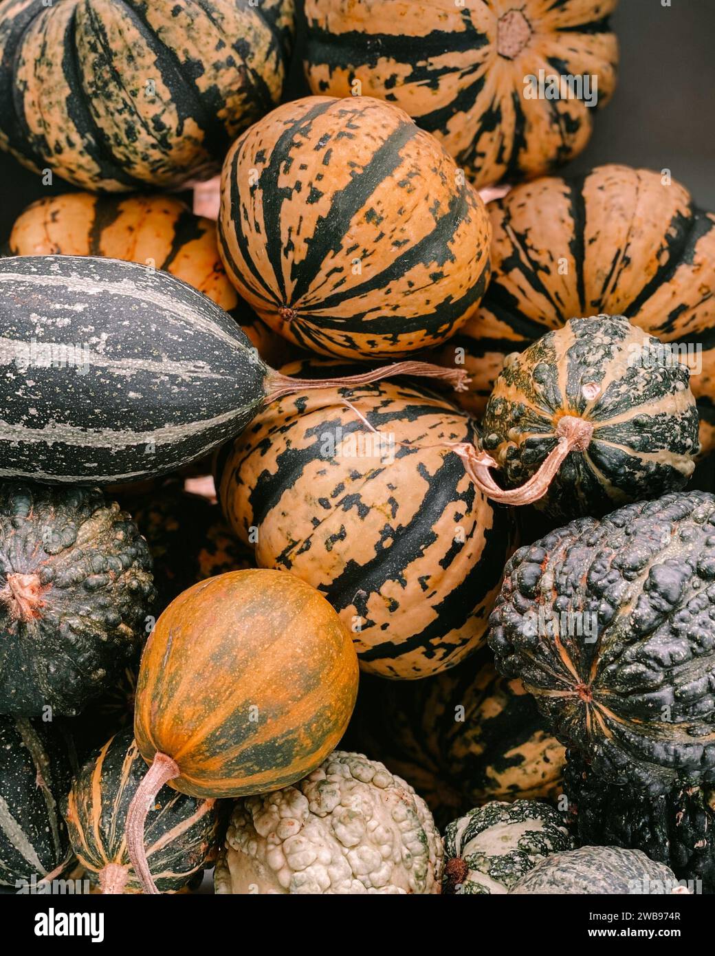 A vibrant selection of pumpkins displayed in a neat stack Stock Photo ...