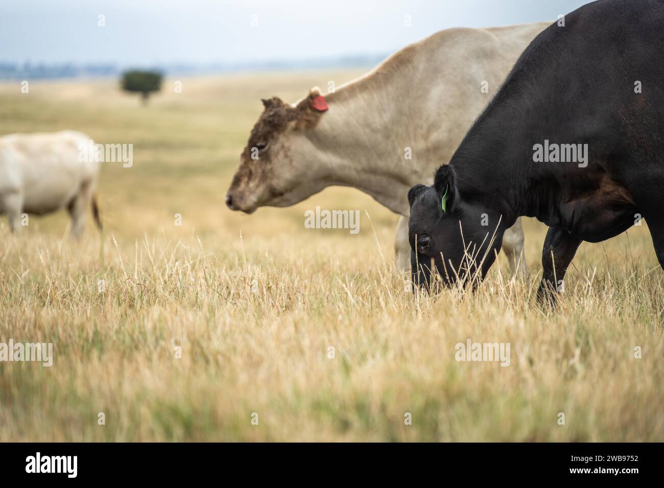 Portrait of Cows in a field grazing. Regenerative agriculture farm ...