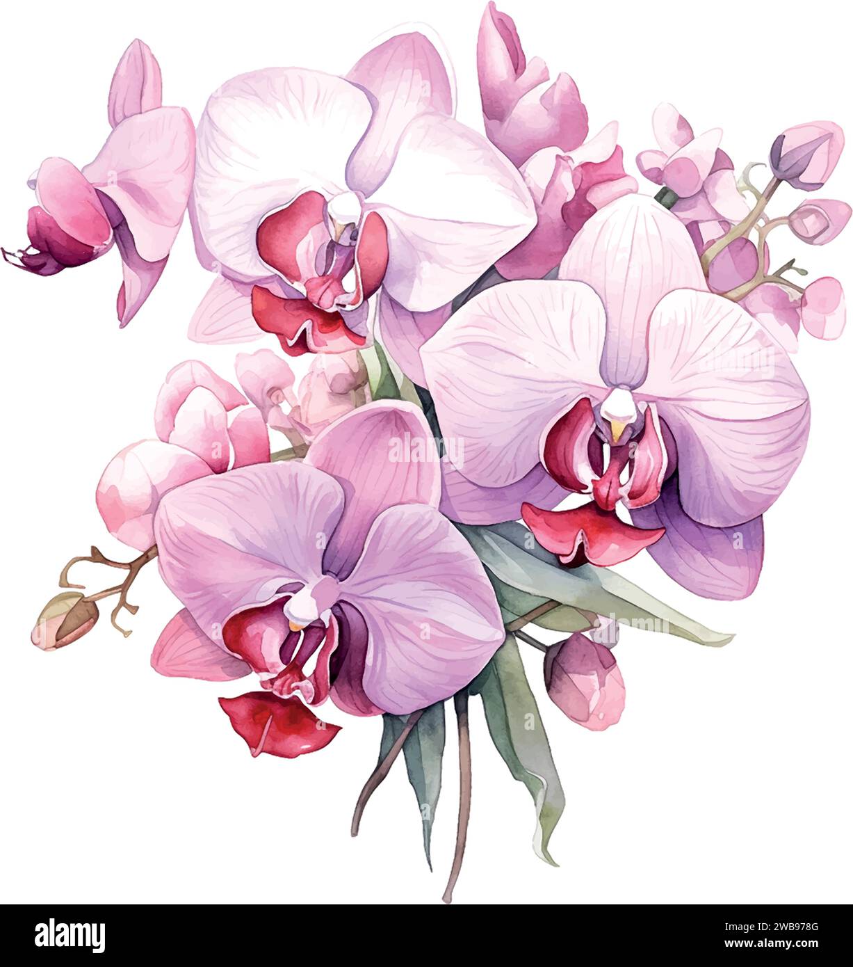 Orchid phalaenopsis flower bud Stock Vector Images - Alamy