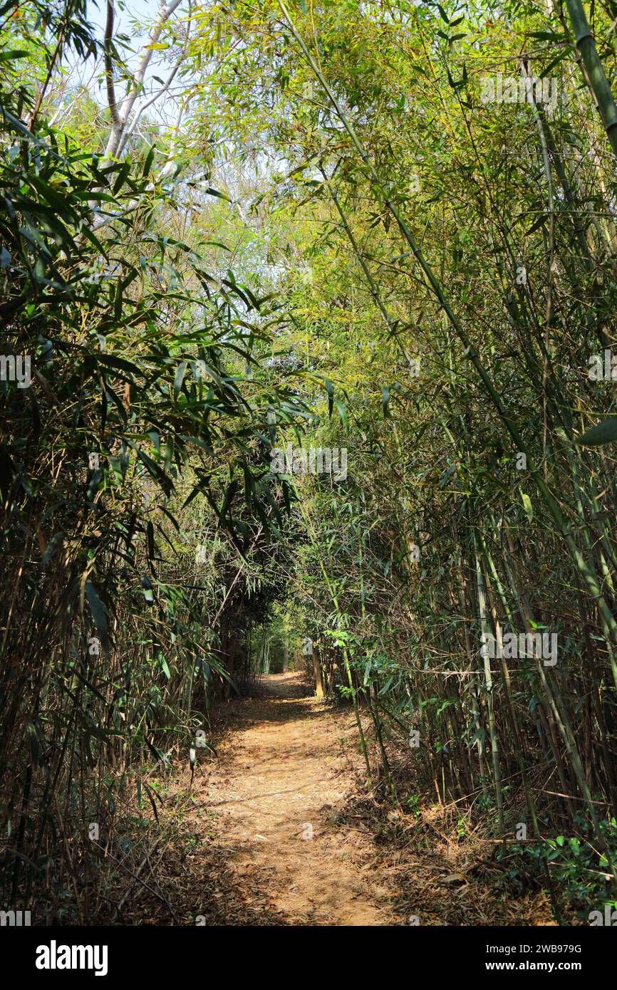 Geoje island in South Korea. Bamboo forest walking trail Stock Photo ...
