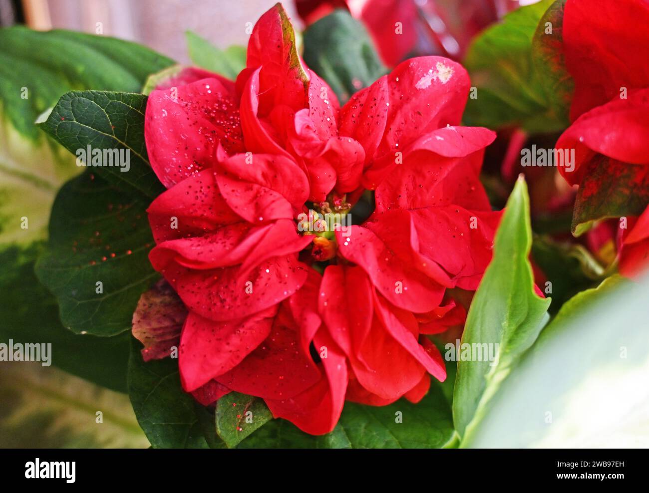 Wrapped in green leaves hi-res stock photography and images - Alamy