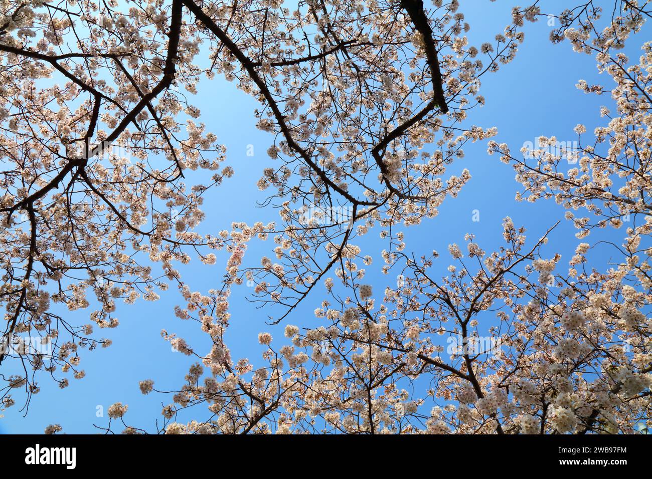 Cherry blossoms in Jinhae Cherry Blossom Festival. Changwon, South ...