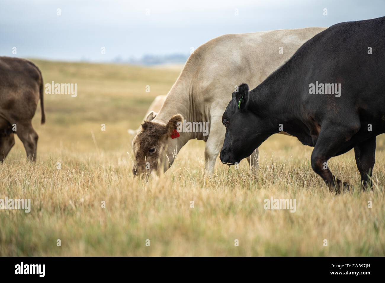 Portrait of Cows in a field grazing. Regenerative agriculture farm ...