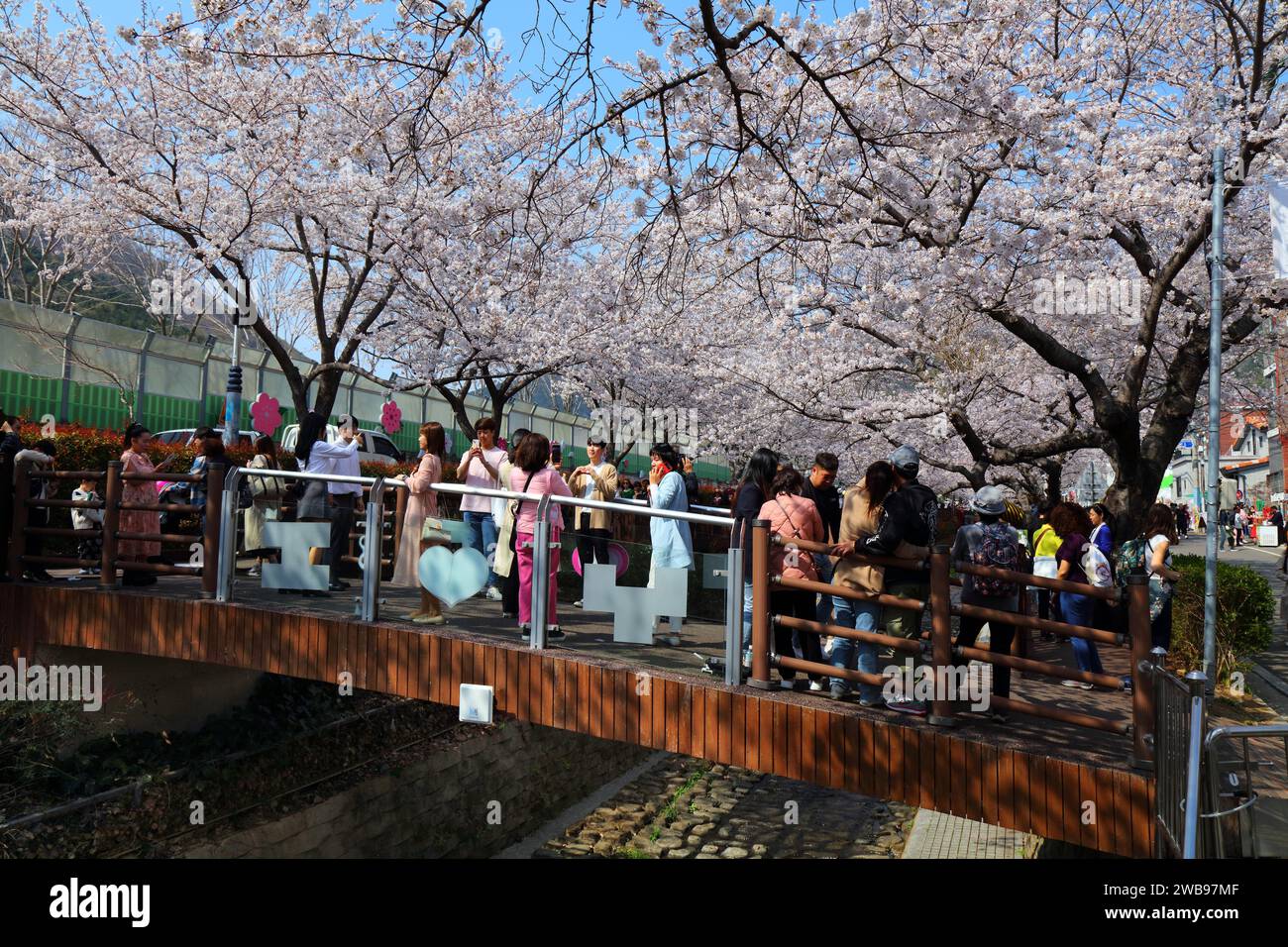 JINHAE, SOUTH KOREA - MARCH 28, 2023: People visit Jinhae Cherry ...