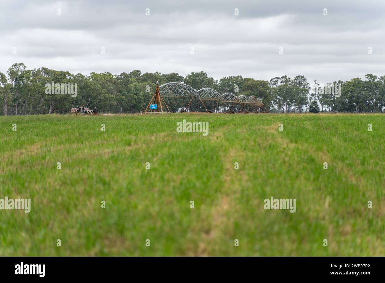 pivot irrigation in an agriculture field growing green food and grass ...
