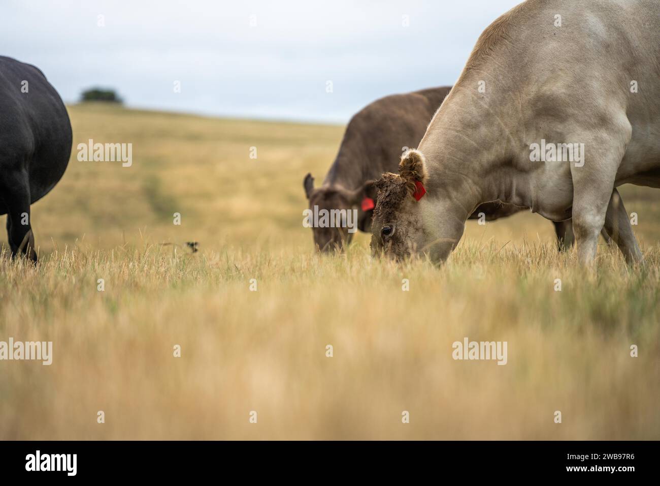 organic, regenerative, sustainable agriculture farm producing stud ...