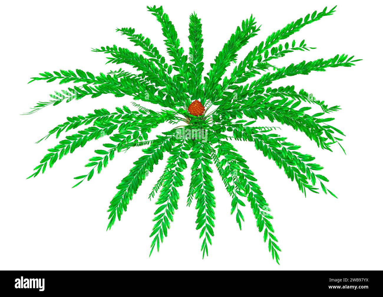 3D rendering of a green Encephalartos ferox cycad isolated on white ...