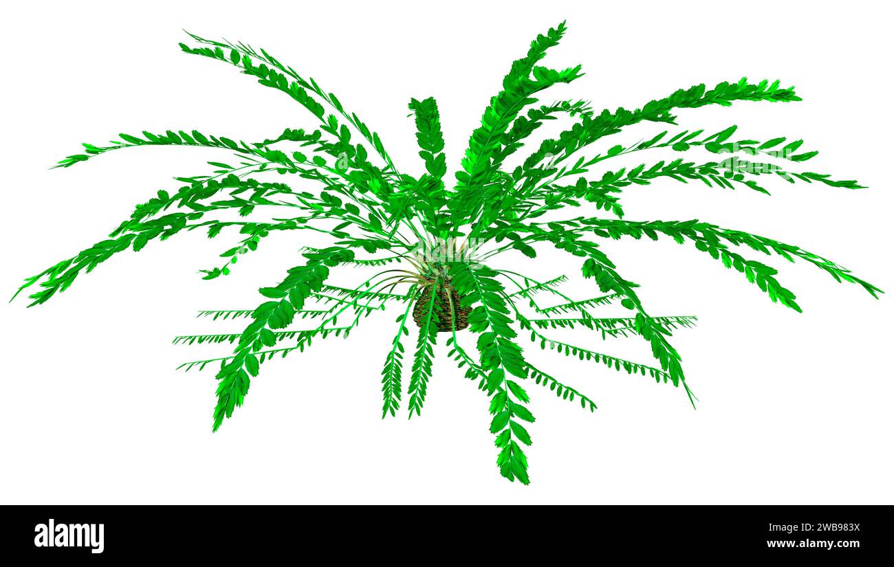 3D rendering of a green Encephalartos ferox cycad isolated on white ...