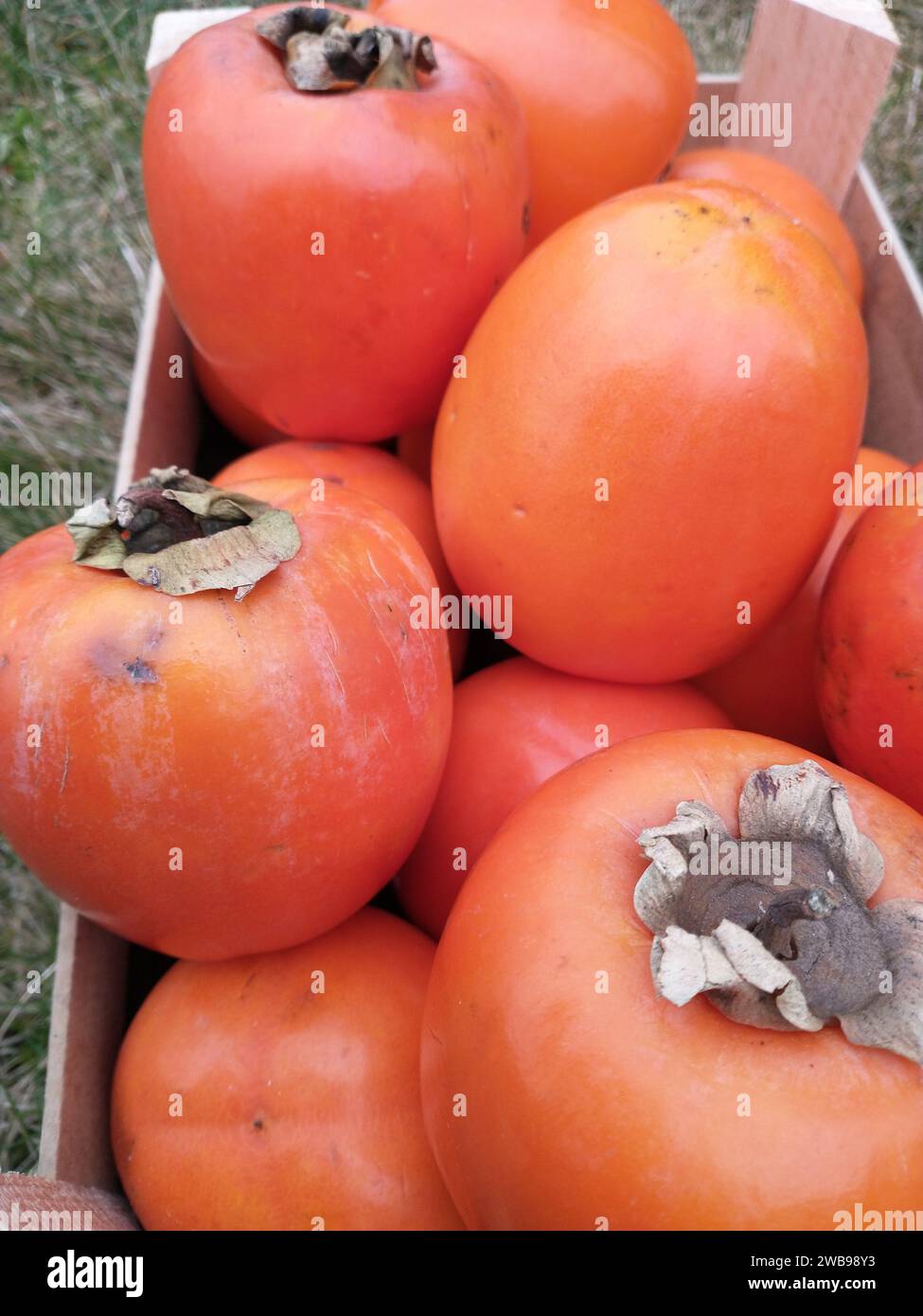 A box of ripe sweet persimmon fruits in an outdoor setting Stock Photo ...