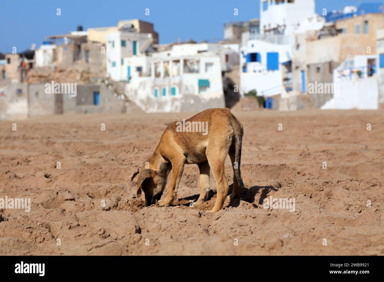 Stray dog scavenging pieces of food from the beach in Tifnit fishing ...