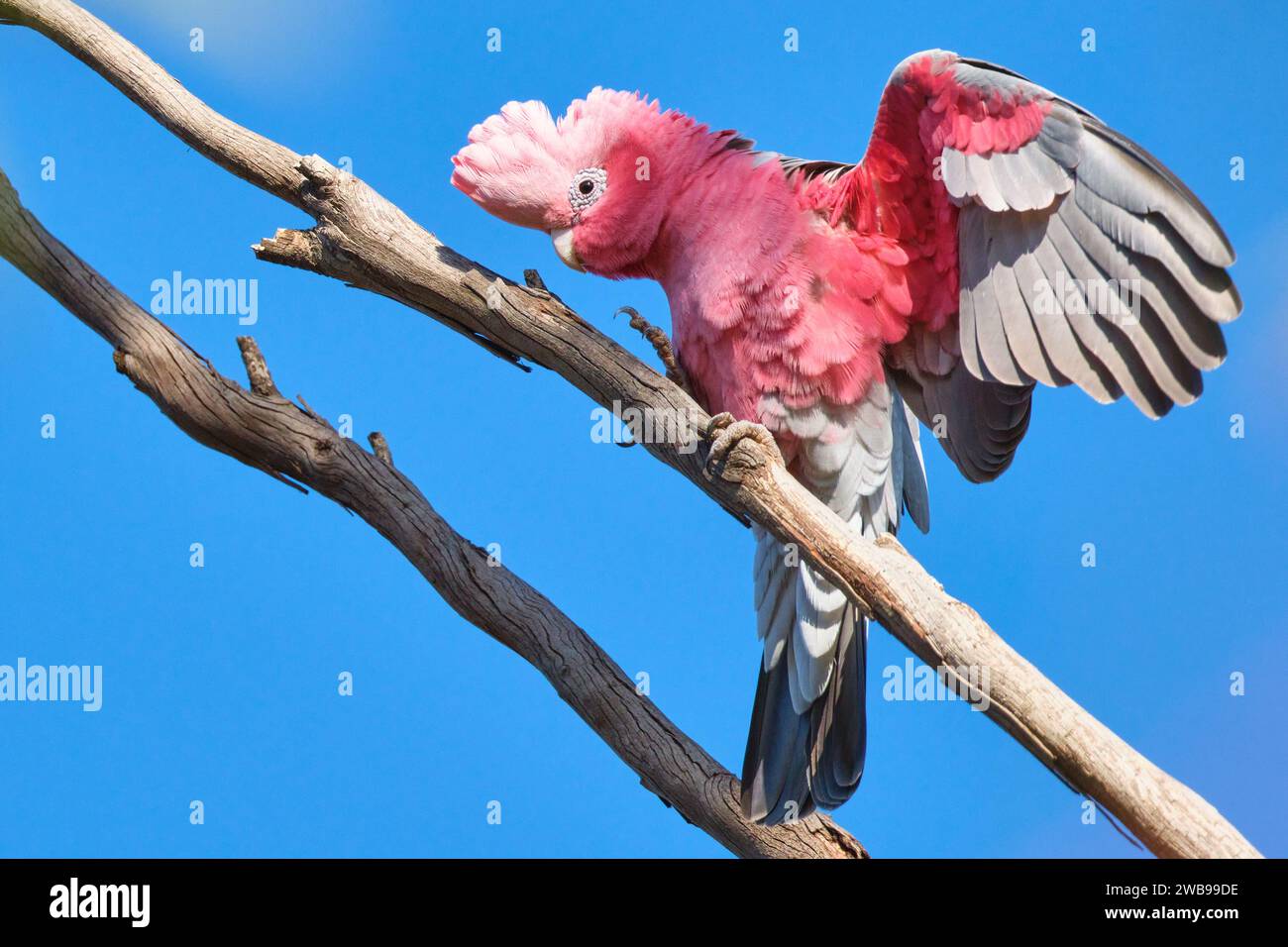 A male Galah, Eolophus roseicapilla, a pink and grey Australian ...