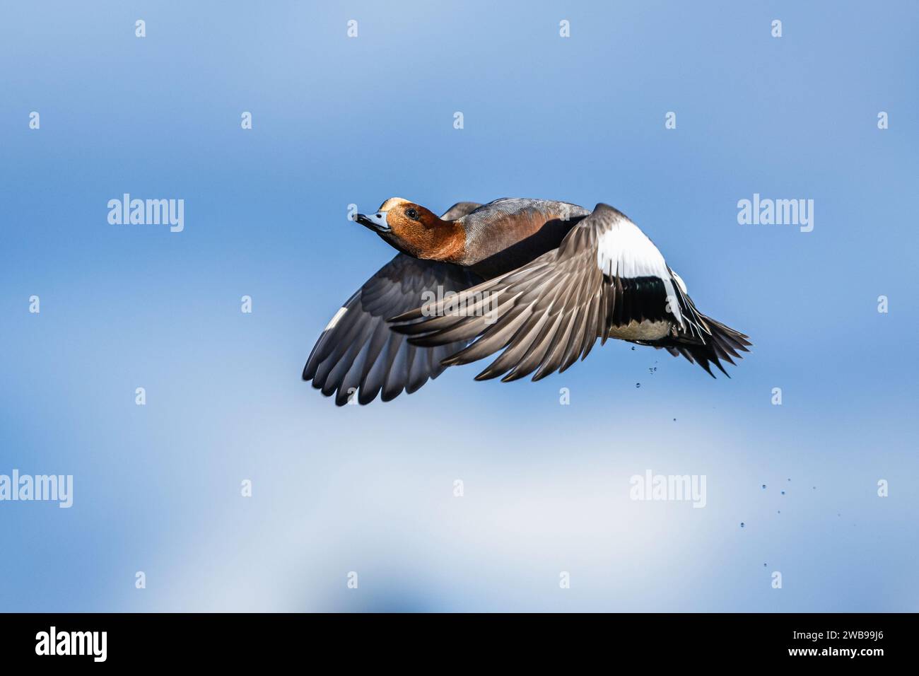 Male of Eurasian Wigeon, Mareca penelope, bird in flight over Marshes ...
