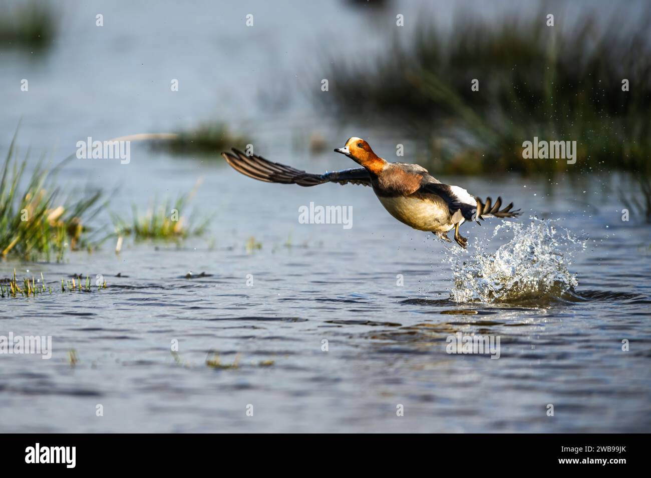 Male of Eurasian Wigeon, Mareca penelope, bird in flight over Marshes ...