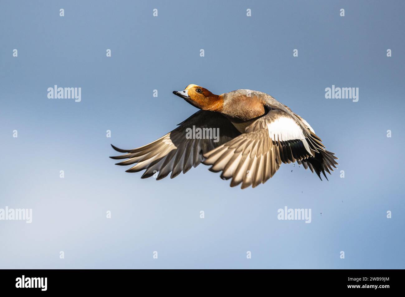 Male of Eurasian Wigeon, Mareca penelope, bird in flight over Marshes ...