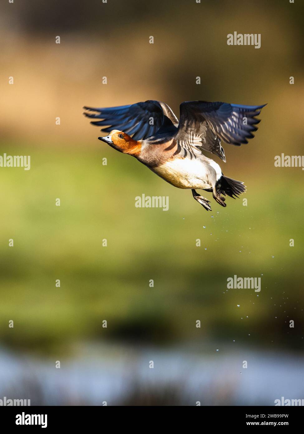 Male of Eurasian Wigeon, Mareca penelope, bird in flight over Marshes ...