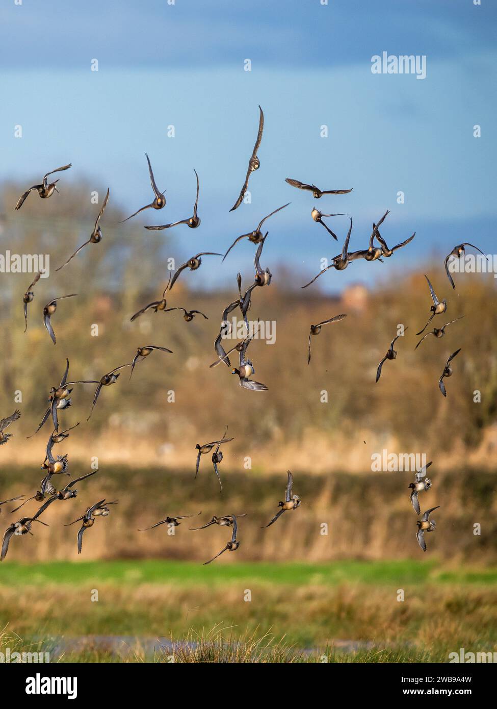 Peregrine Falcon during an attack on a flock of ducks, Eurasian Wigeon ...