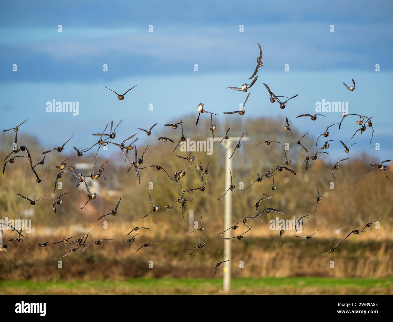 Peregrine Falcon during an attack on a flock of ducks, Eurasian Wigeon ...