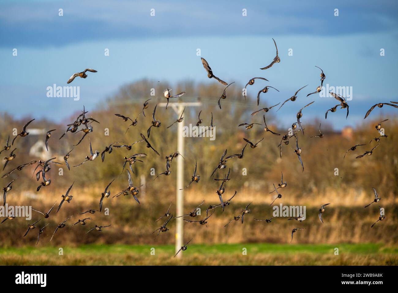 Attack on birds of prey hi-res stock photography and images - Alamy