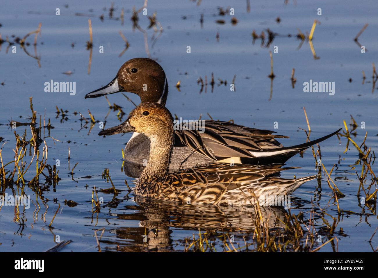 A Northern Pintail male and female (Anas Acuta) at the Merced National ...
