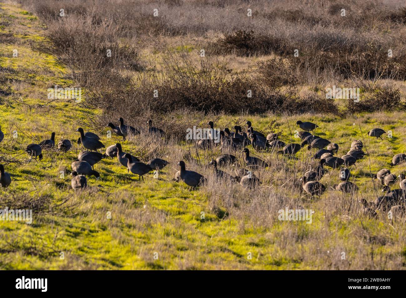 A herd of American Coots (Fujica americana) graze at the Merced ...