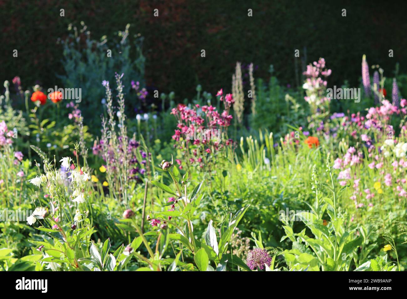English cottage garden flower beds full of pink, purple and red flowers ...