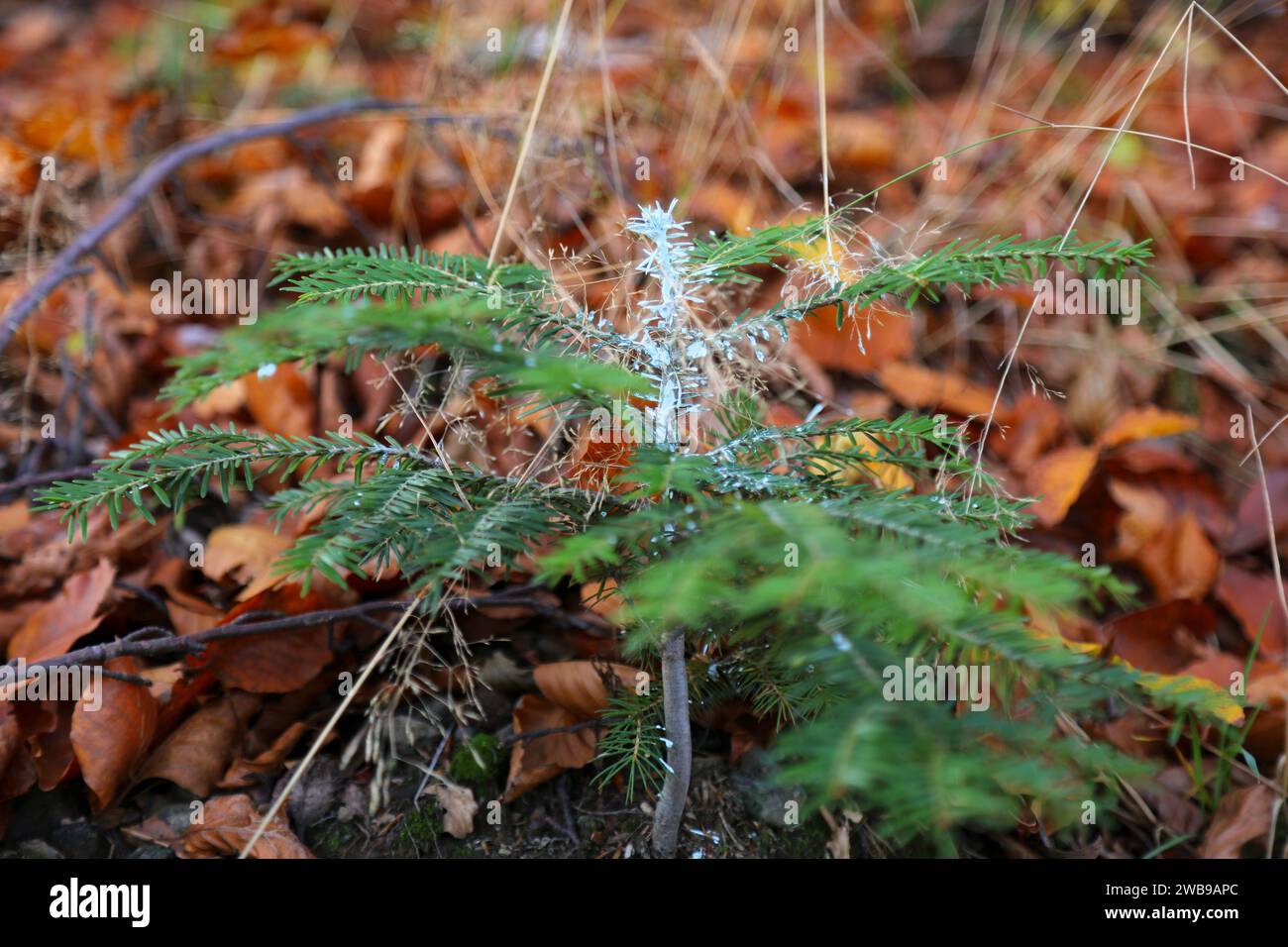 Animal repellent protecting young trees agains herbivores. White ...