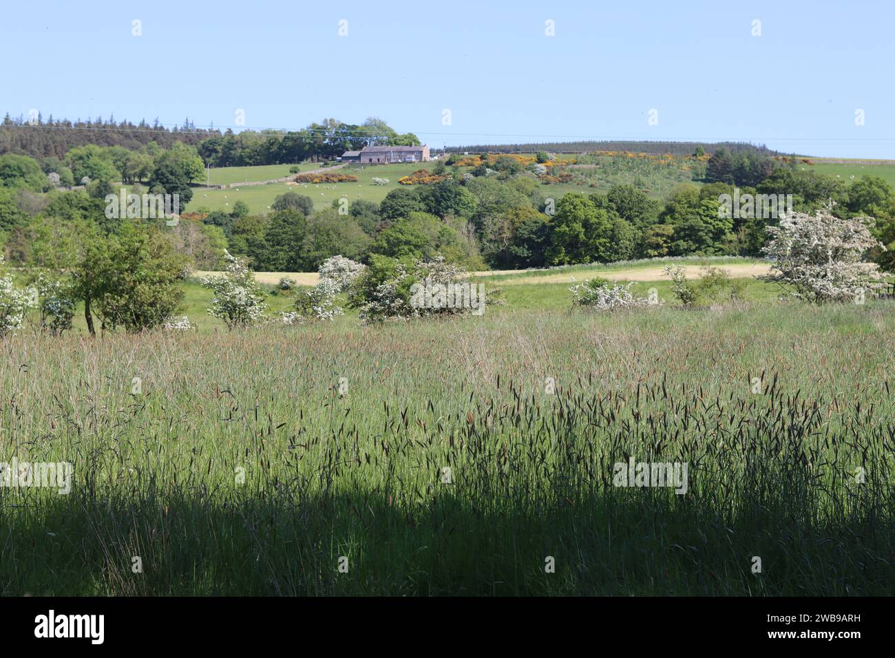 View across fields and trees towards a farm on a hill, in spring ...