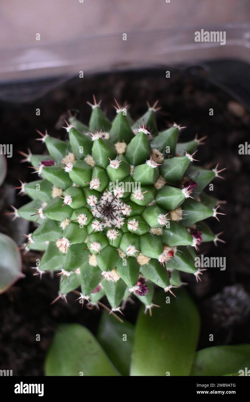 Green plant lover hi-res stock photography and images - Alamy