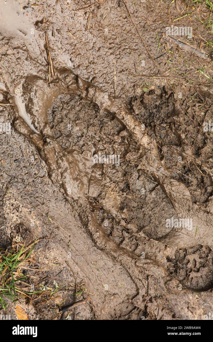 Wet mud foot print. Dangerous slippery hiking trail conditions in rainy ...