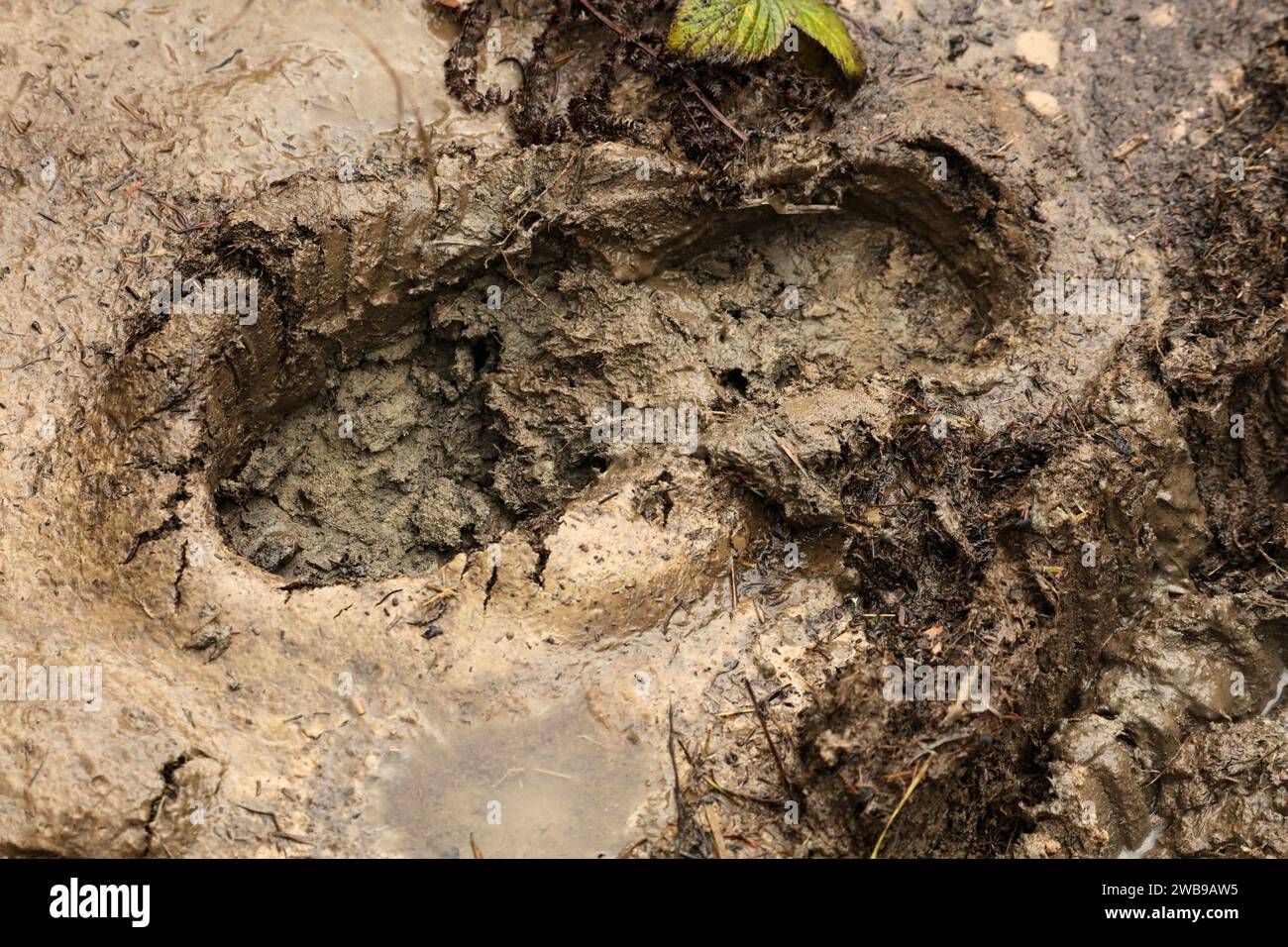 Sticky mud hi-res stock photography and images - Alamy