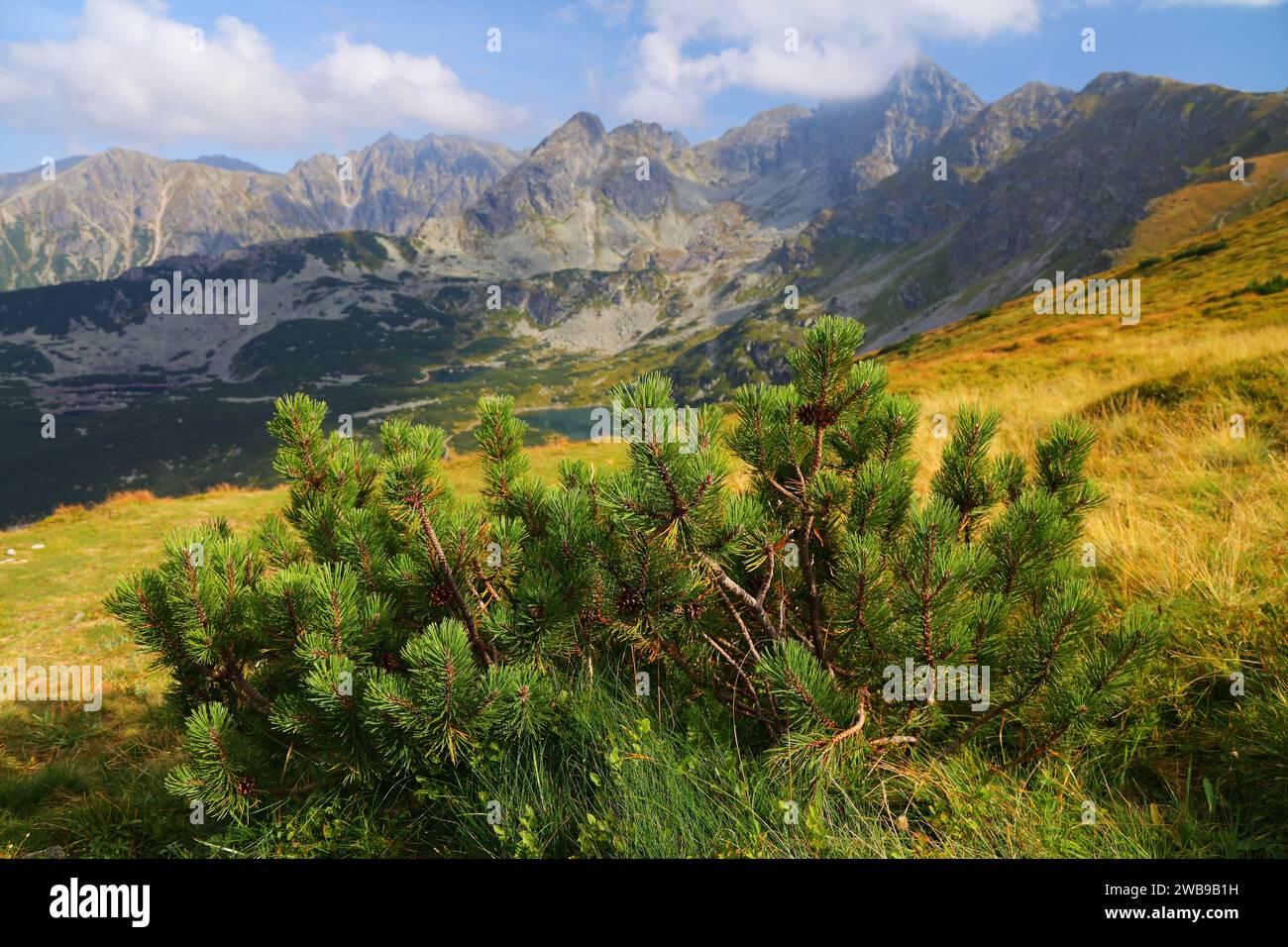 Dwarf mountain pine (Pinus mugo) known as kosodrzewina in Poland. Flora of Tatry mountains in ...