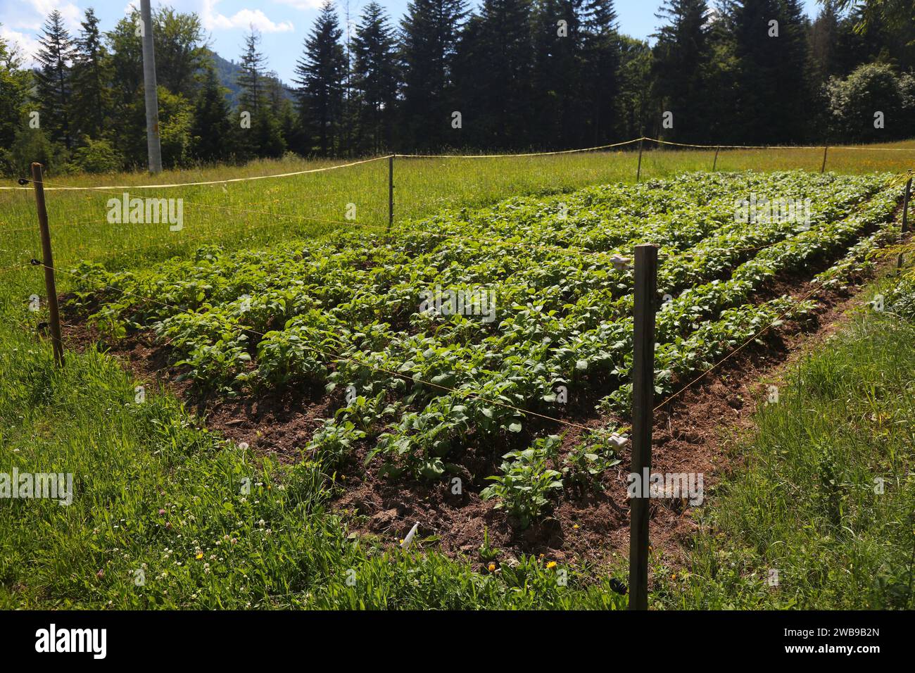 Potato fields poland hi-res stock photography and images - Alamy