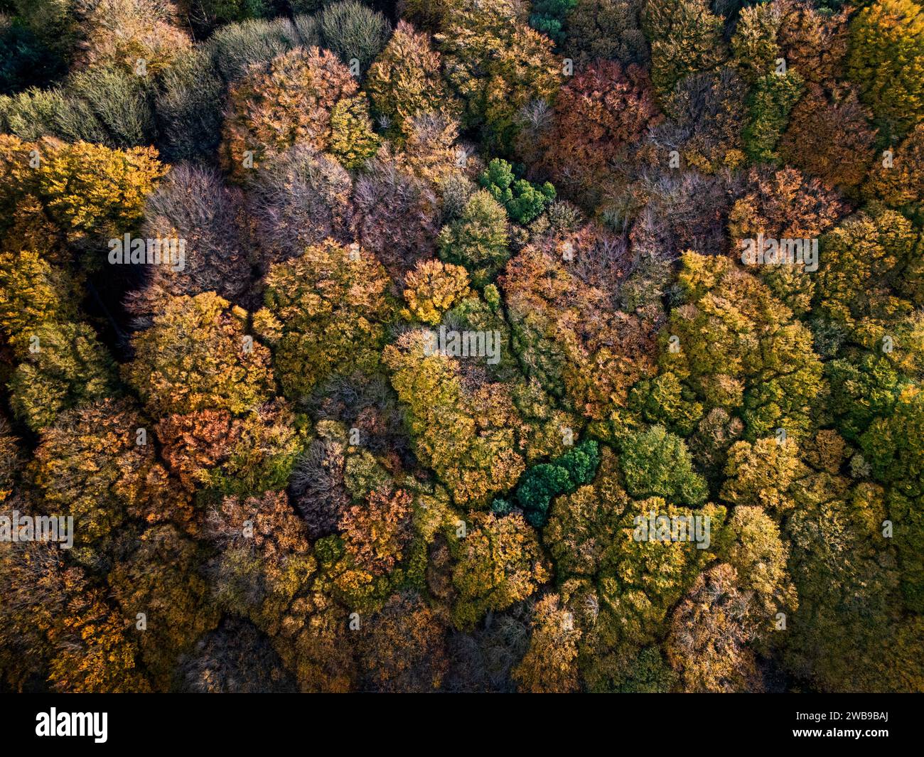 The colourful tree canopy from above taken with a drone in Autumn Stock ...