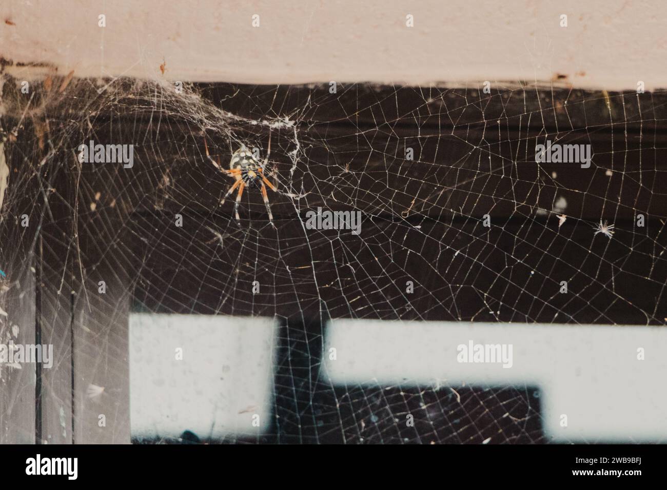 Spidery trap hi-res stock photography and images - Alamy