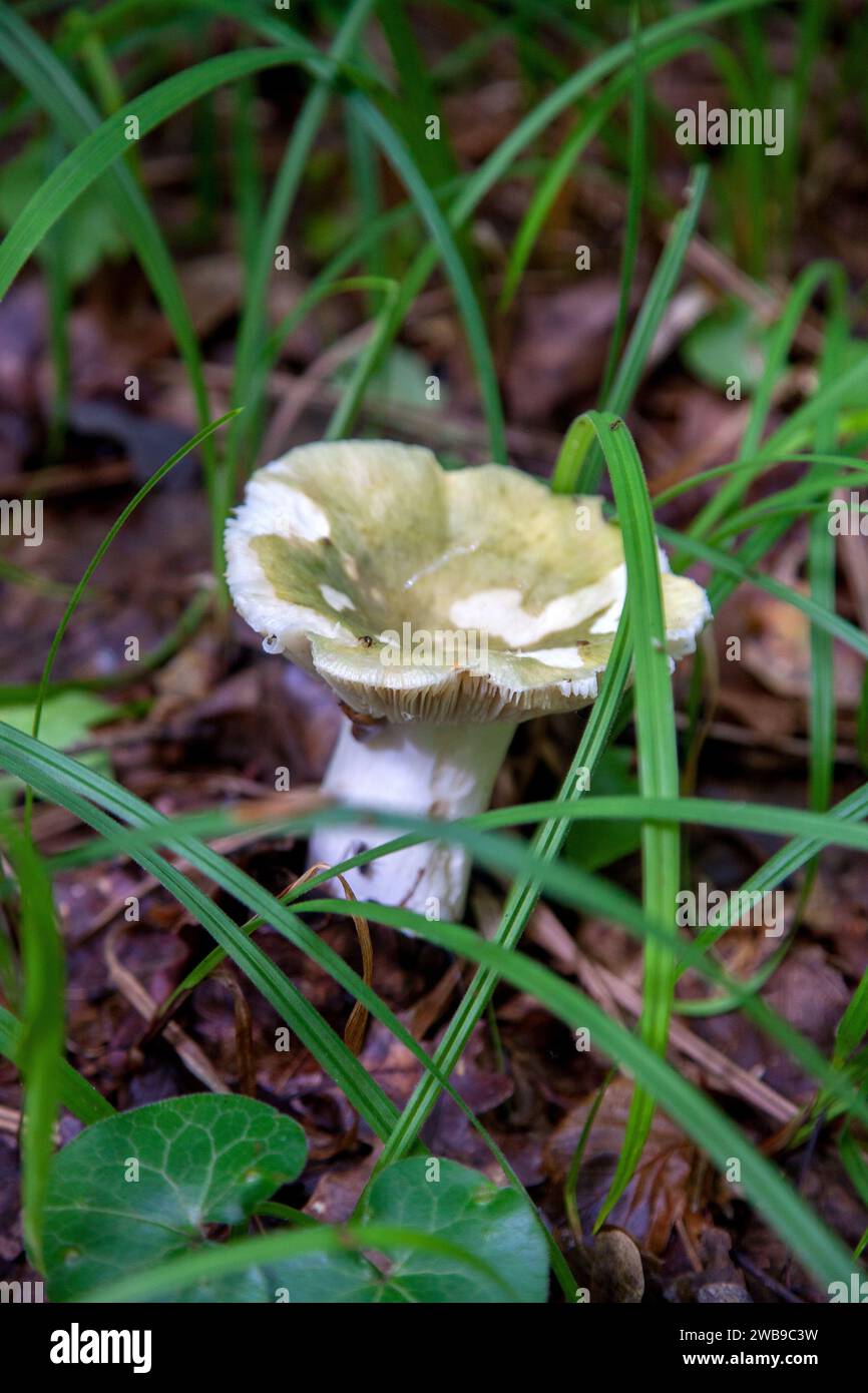 A mushroom Russula virescens is a basidiomycete mushroom of the genus ...