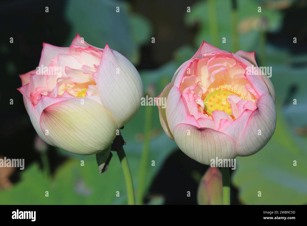 blooming colorful Peony Lotus flowers,close-up of pink with yellow ...