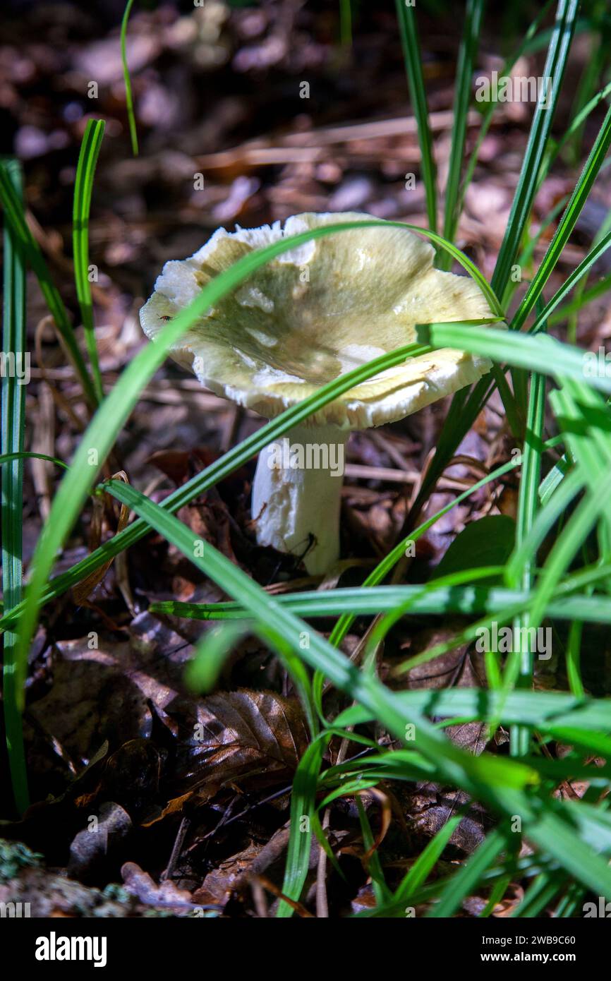 A mushroom Russula virescens is a basidiomycete mushroom of the genus ...