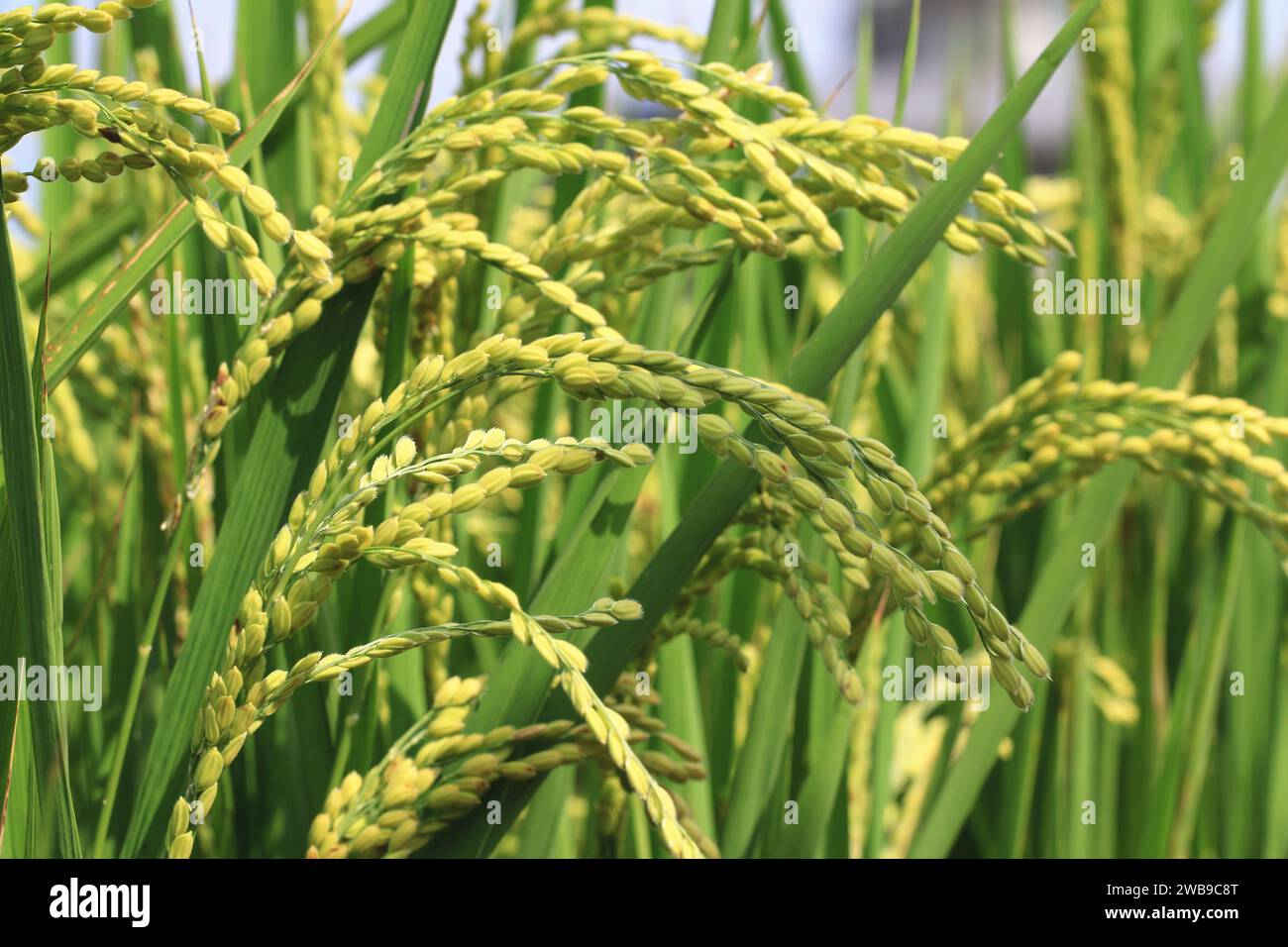 Green yellow rice field close-up,yellow green rice growing on the field ...