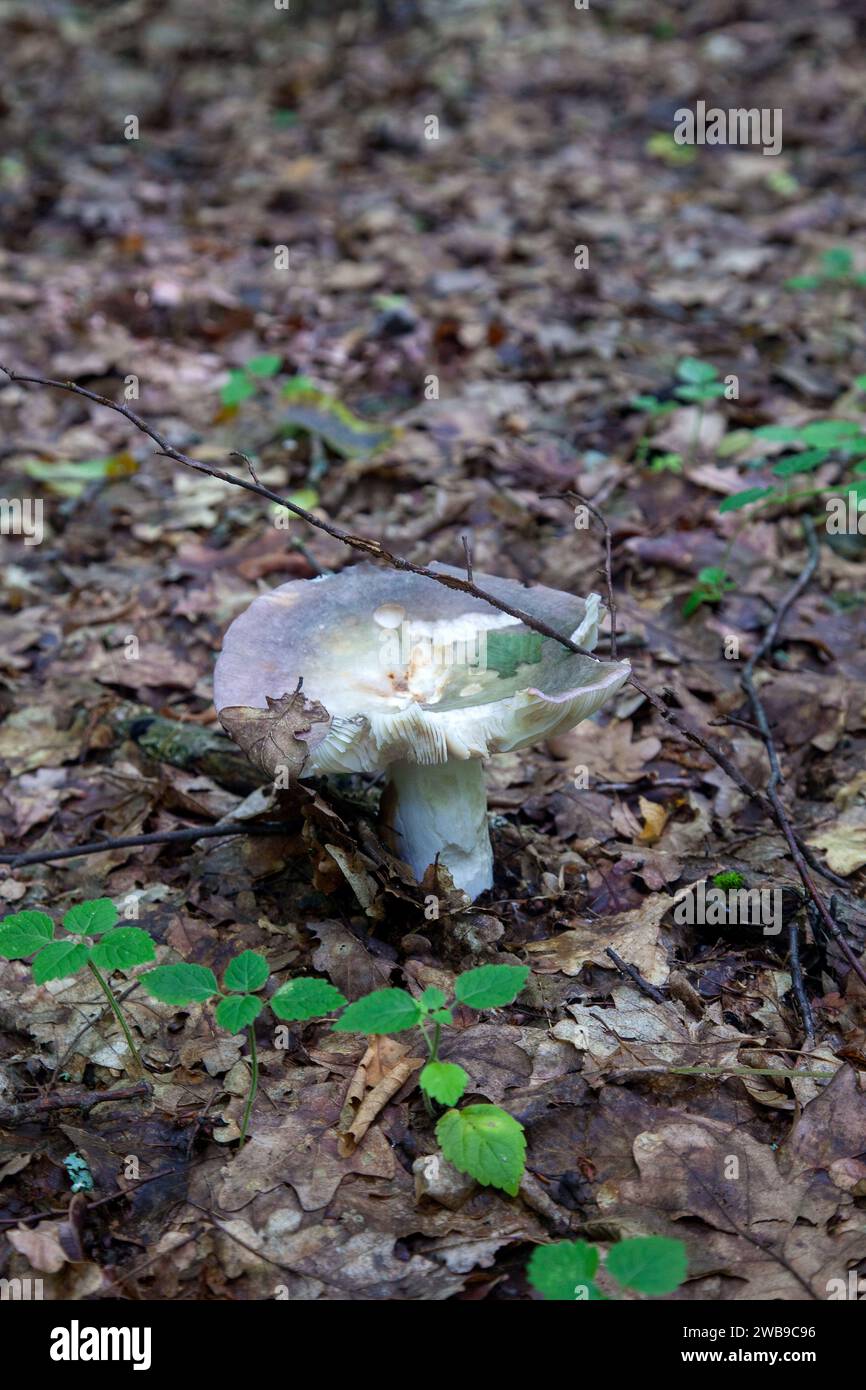 A mushroom Russula virescens is a basidiomycete mushroom of the genus ...
