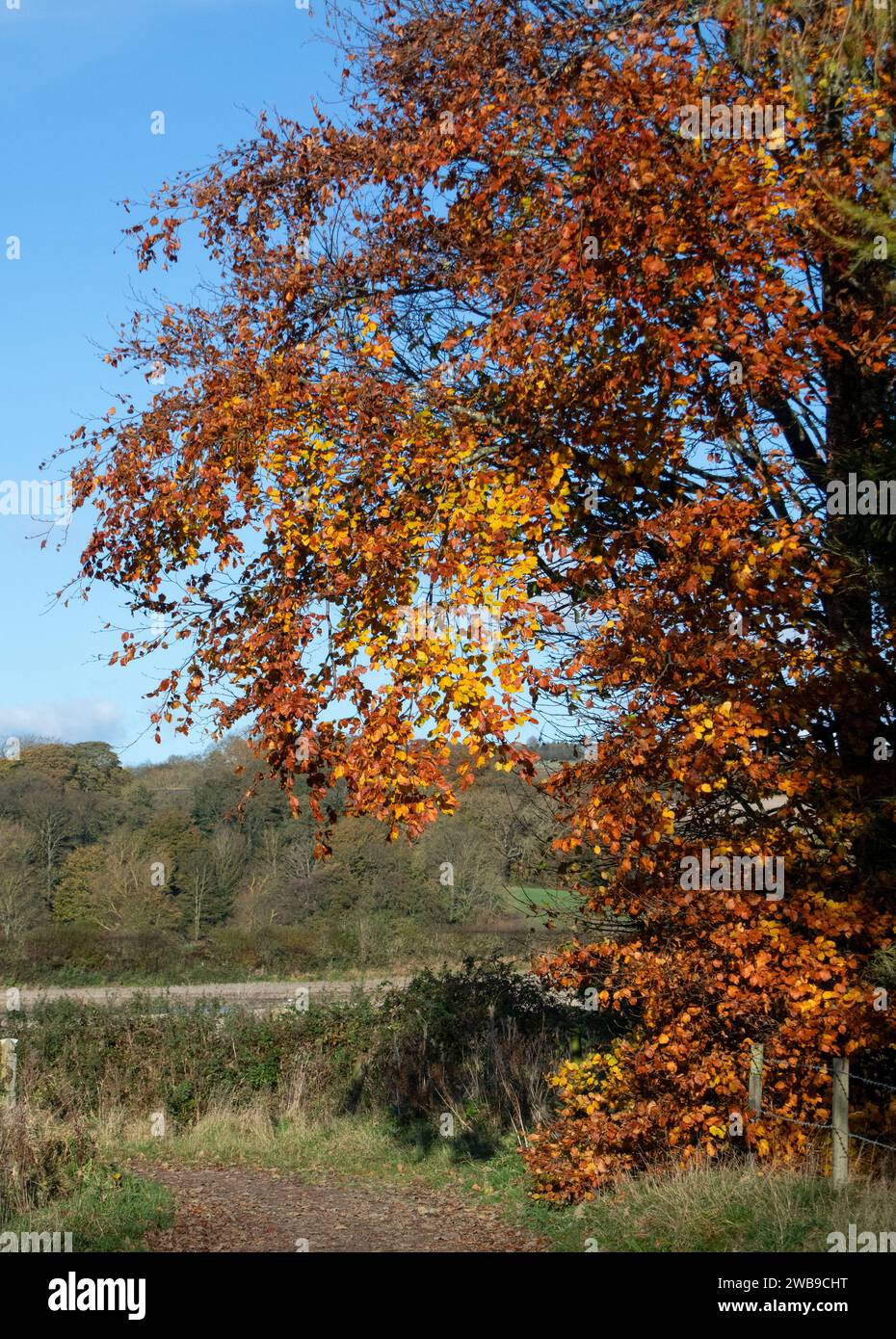 Autumn colour on tree Stock Photo - Alamy