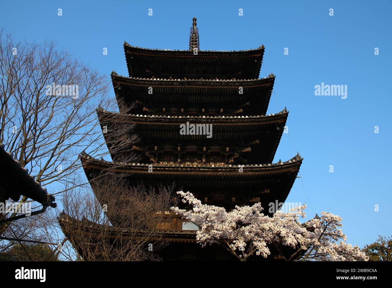 Kyoto, Japan. Yasaka pagoda and cherry blossoms (sakura). Part of ...