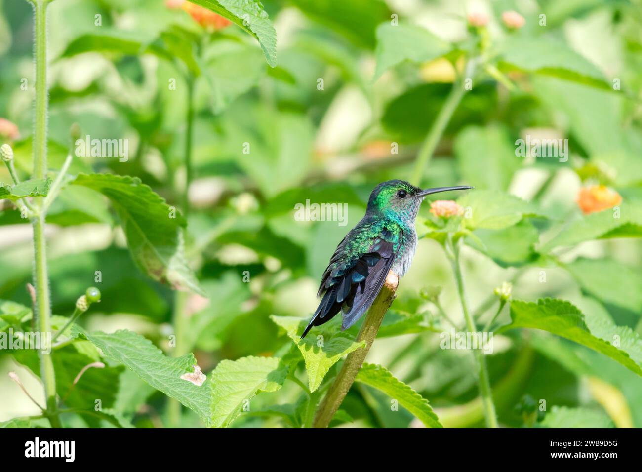 Cute Blue-chinned Sapphire hummingbird sunbathing with her tail flared ...