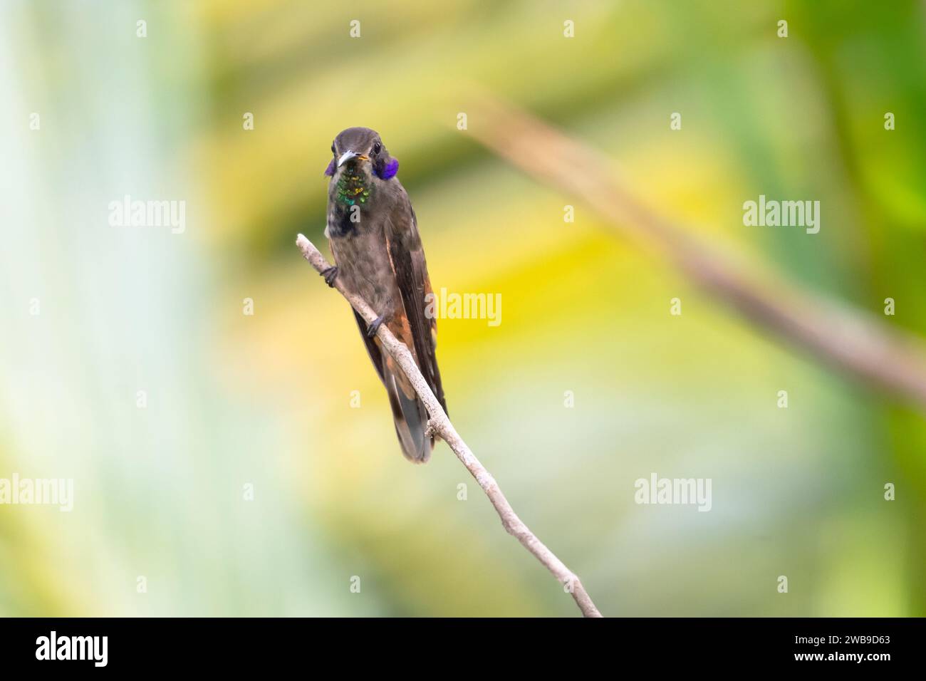 A Brown Violetear, Colibri delphinae, perching on a small branch in the ...