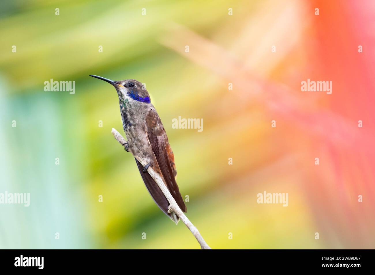 A Brown Violetear, Colibri delphinae, perching on a small branch with a ...