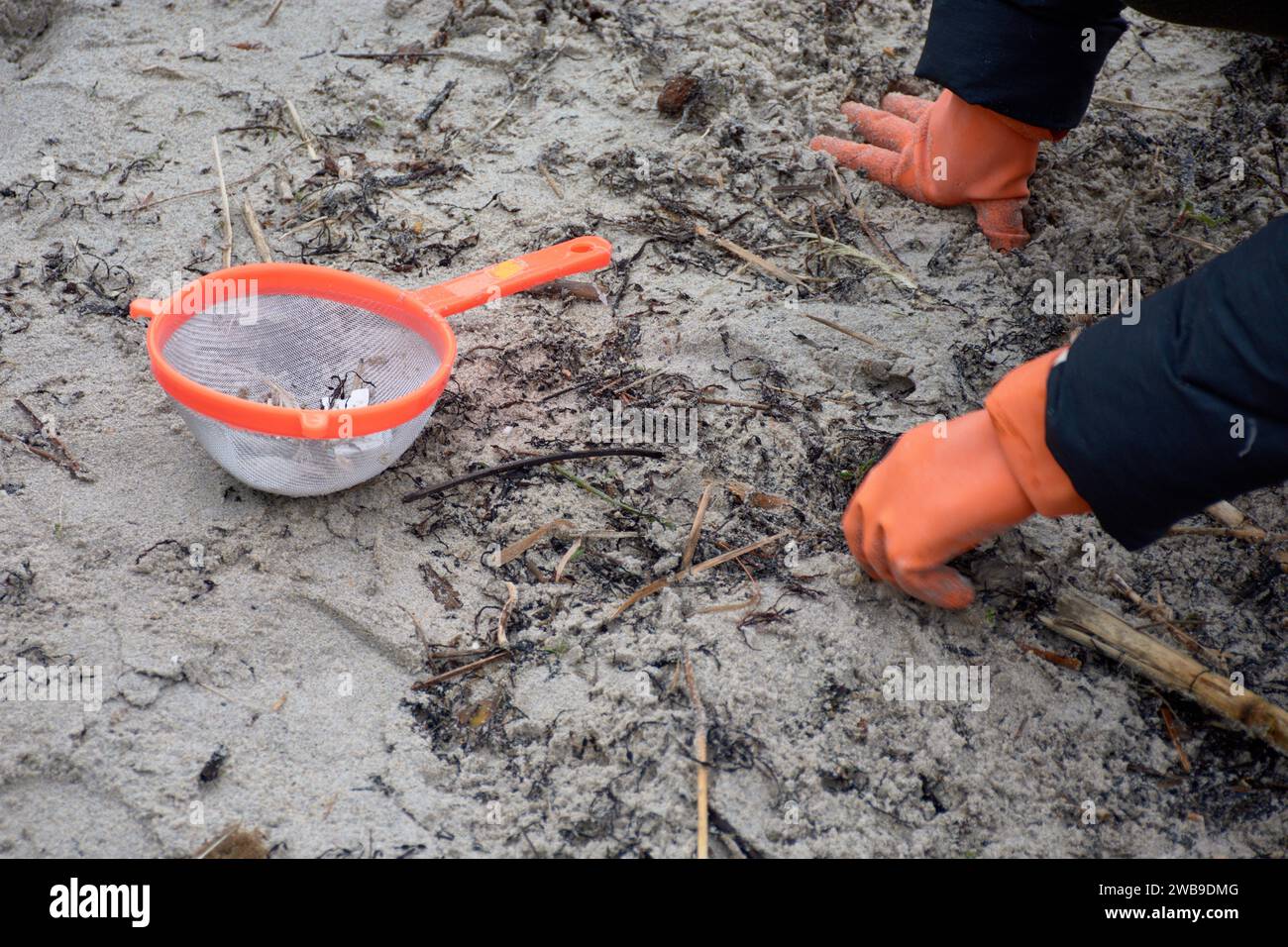 The volunteers to collect the pellets on the beaches of Galicia use ...